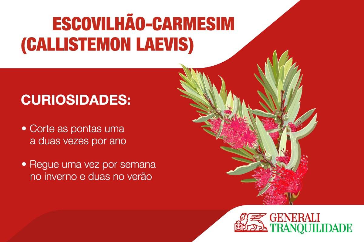 Plantas resistentes e fáceis de cuidar – descubra quais são!